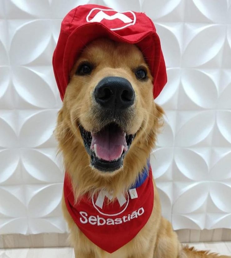 Cachorro ganha festa temática de Super Mario - Critical Hits