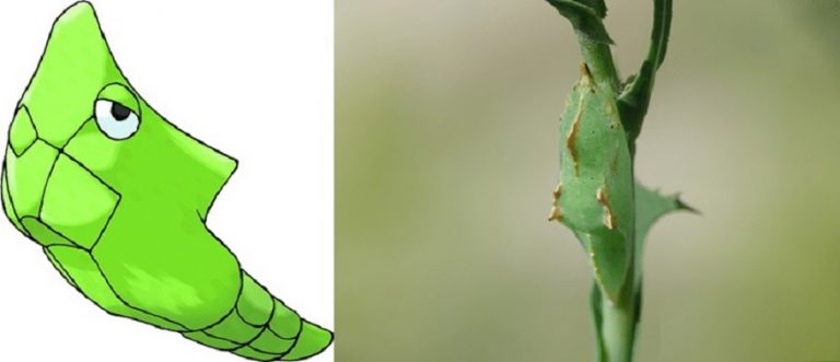 Conheça a inspiração do mundo real de 10 Pokémon - Critical Hits