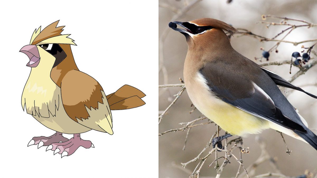 Conheça a inspiração do mundo real de 10 Pokémon - Critical Hits