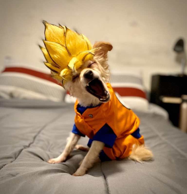 Fã de Dragon Ball fez uma adorável fantasia de Goku para o seu cachorro ...