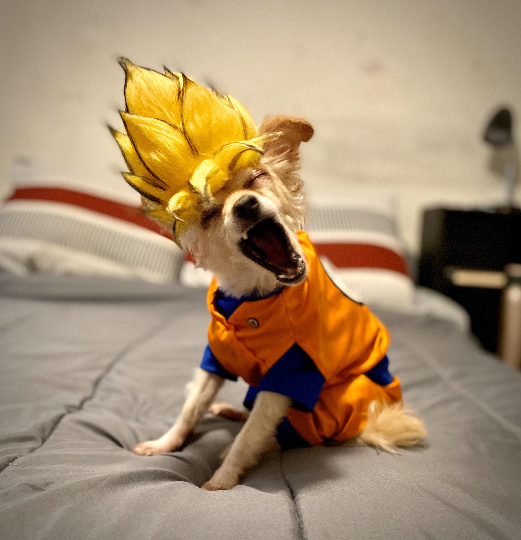 Fã de Dragon Ball fez uma adorável fantasia de Goku para o seu cachorro ...