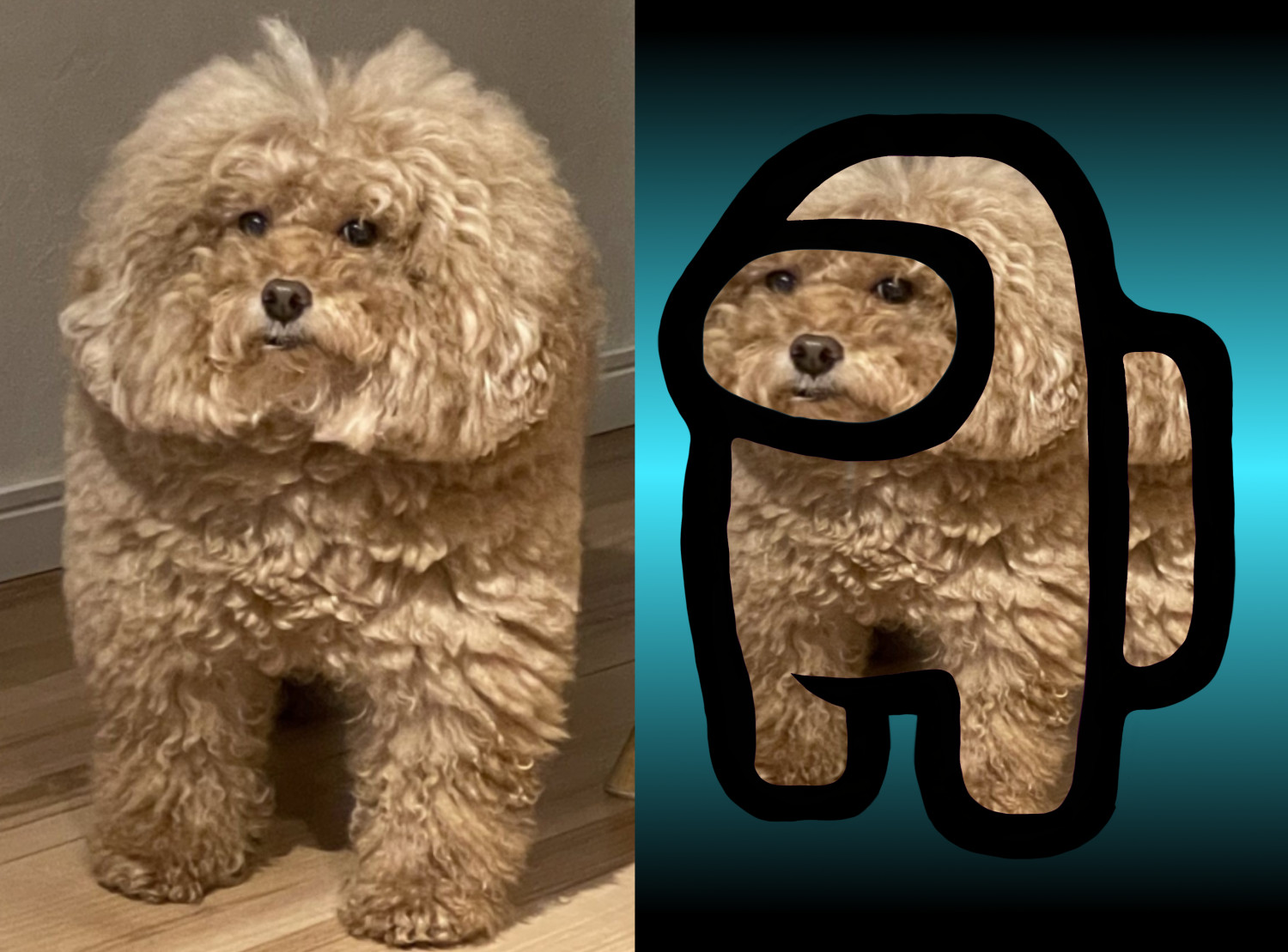 Among Us - Fã transforma cachorro em tripulante e o resultado é hilário