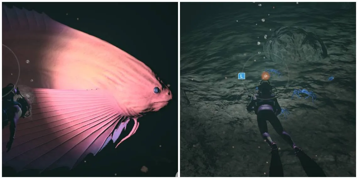 Como Encontrar Vida Marinha Única em Endless Ocean Luminous - Critical Hits